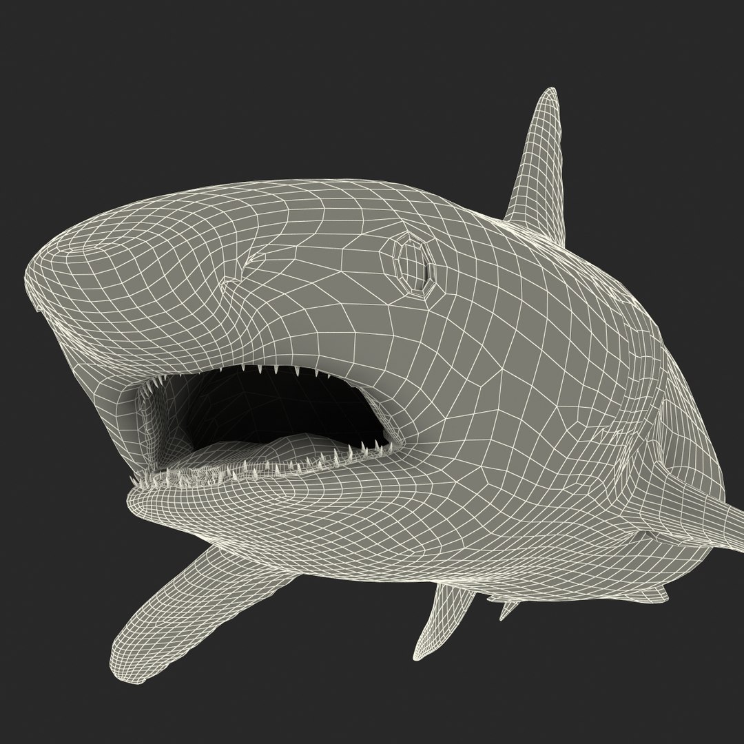 3d Caribbean Reef Shark Pose Model