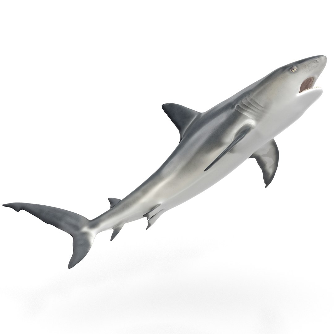3d Caribbean Reef Shark Pose Model