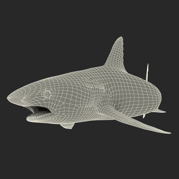 3d caribbean reef shark pose model