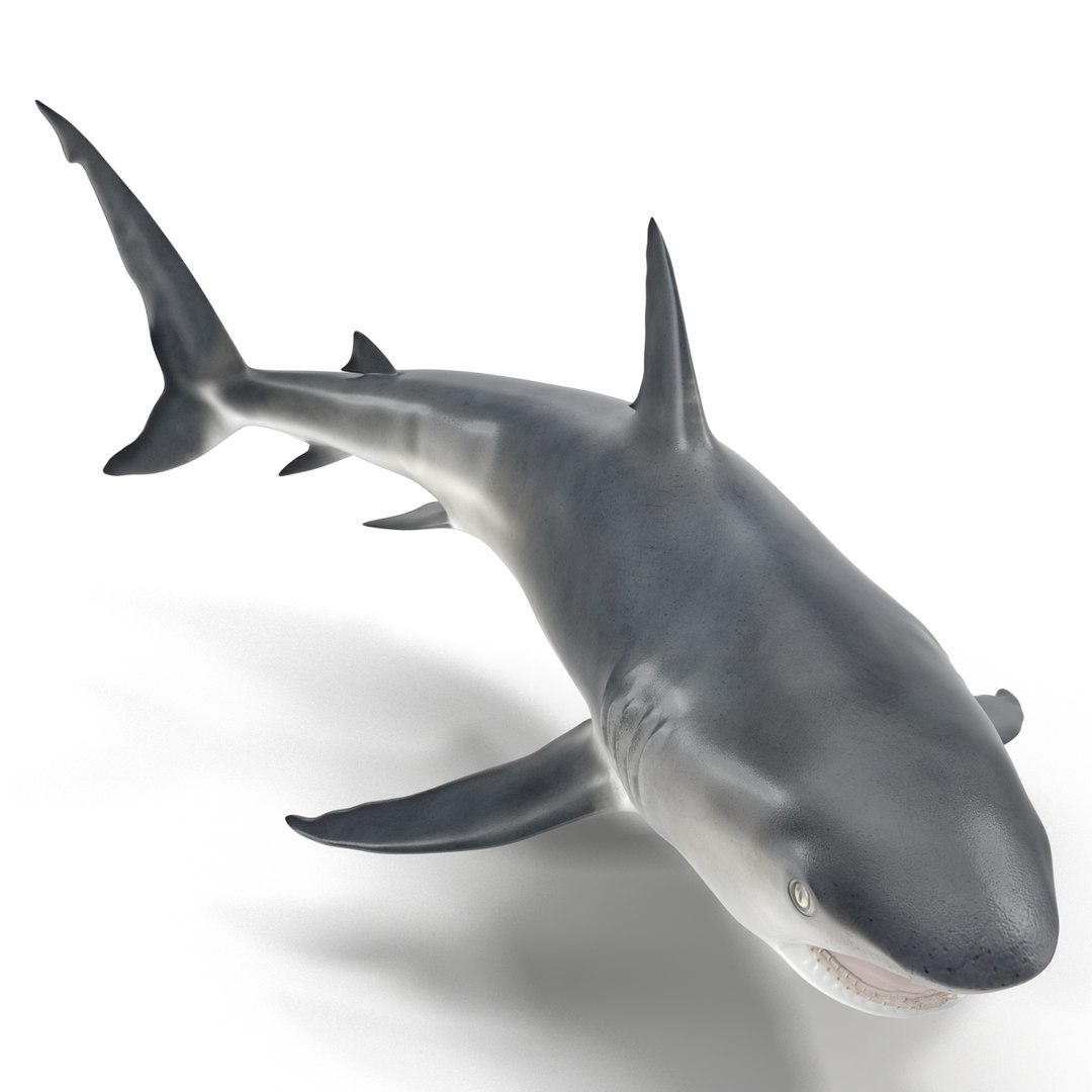 3d Caribbean Reef Shark Pose Model