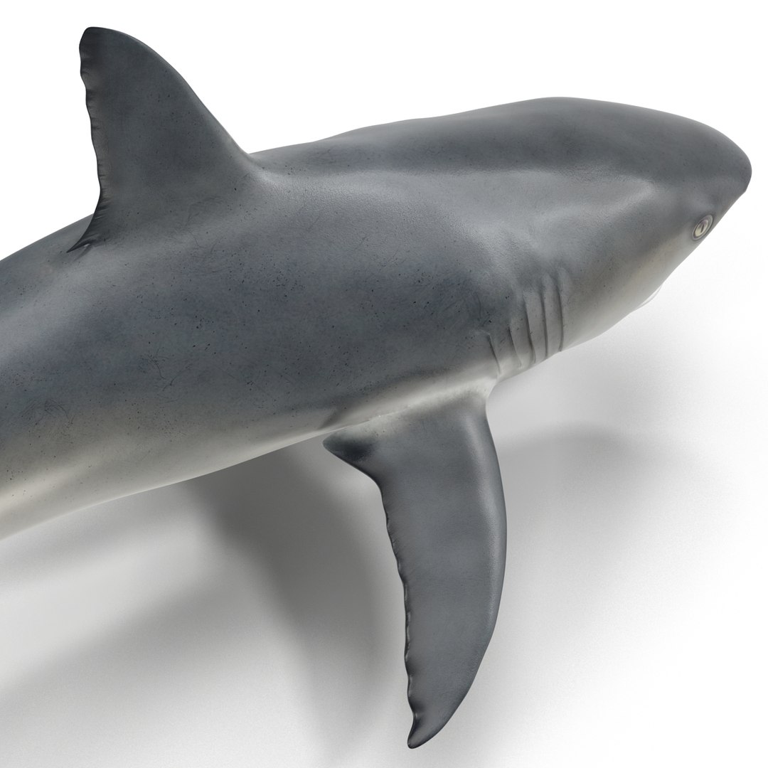 3d Caribbean Reef Shark Pose Model