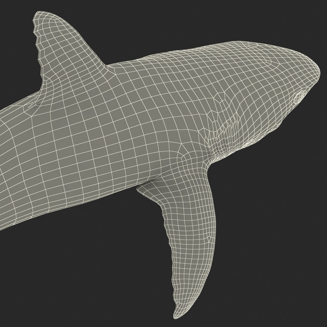 3d Caribbean Reef Shark Pose Model