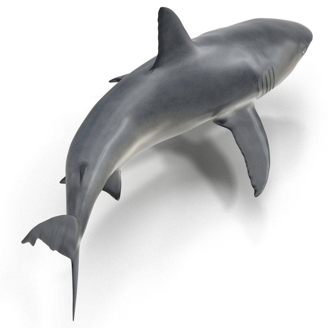 3d Caribbean Reef Shark Pose Model