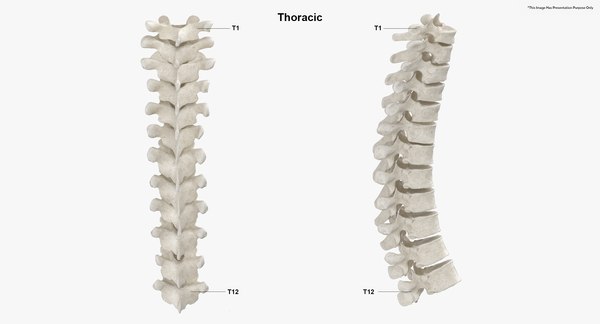Human Ribs Spine and Sacrum Bones Collection 白色 - 25 款3D模型 - TurboSquid ...