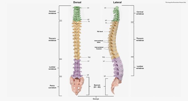 Human Ribs Spine and Sacrum Bones Collection 白色 - 25 款3D模型 - TurboSquid ...