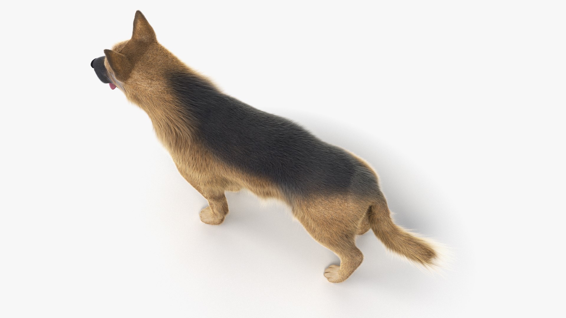 3D Skin Dog Body Animation - TurboSquid 1461090