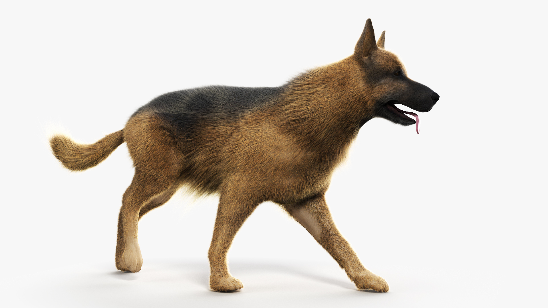 3D Skin Dog Body Animation - TurboSquid 1461090