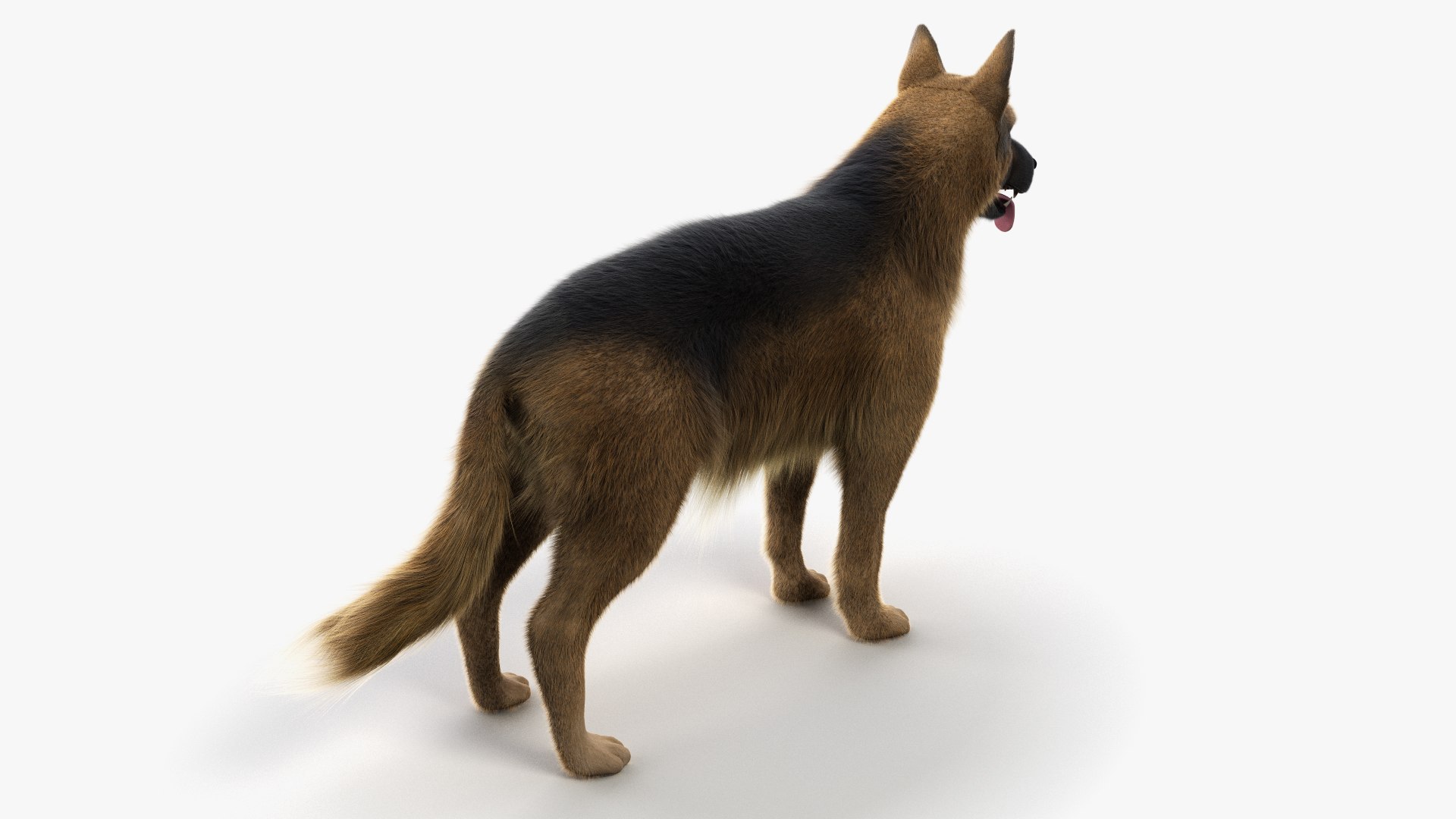 3D Skin Dog Body Animation - TurboSquid 1461090