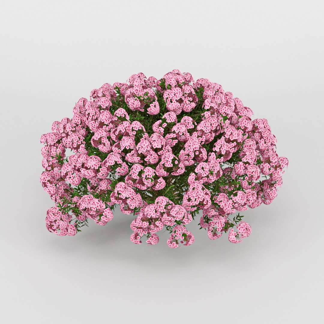 Max Azalea Flower