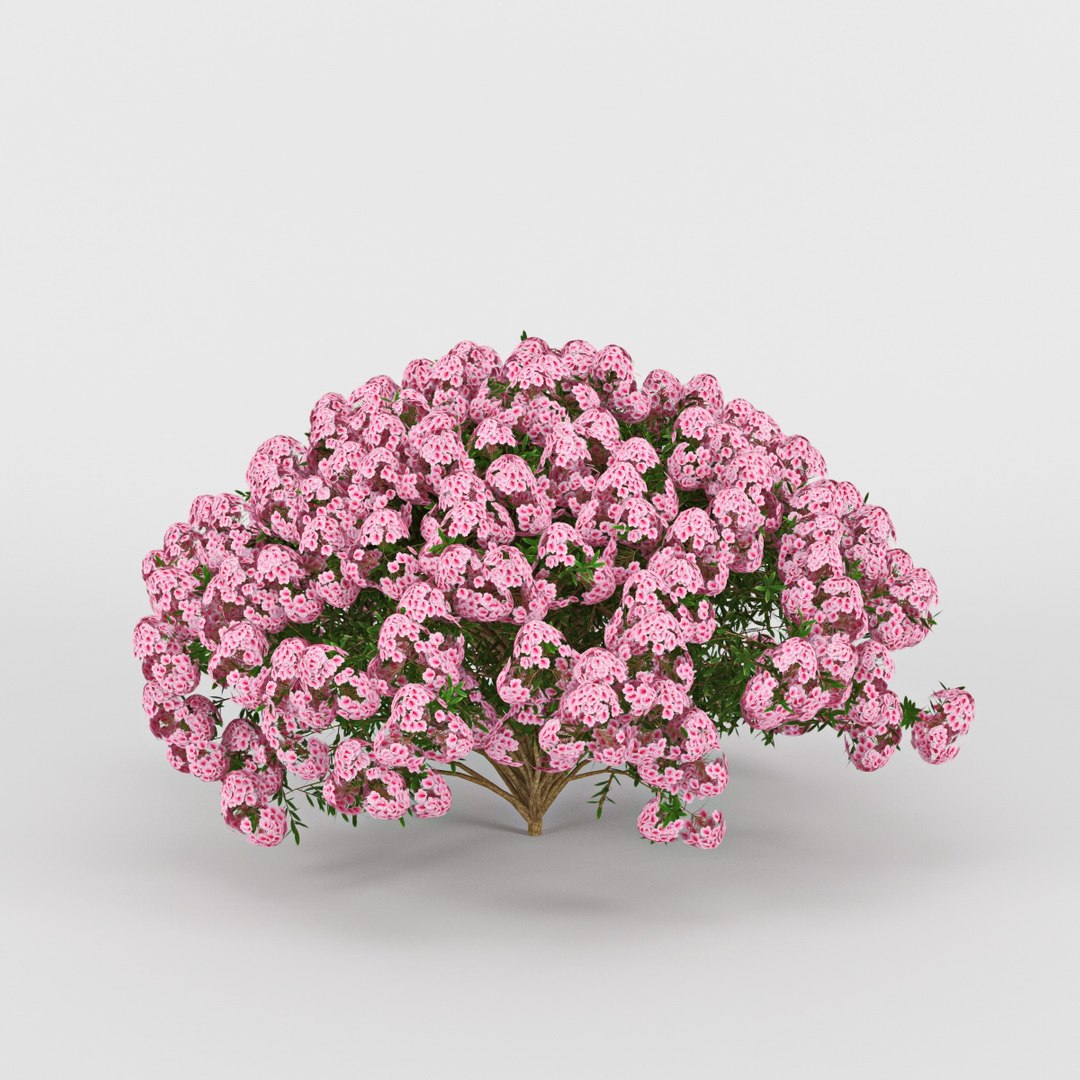 Max Azalea Flower