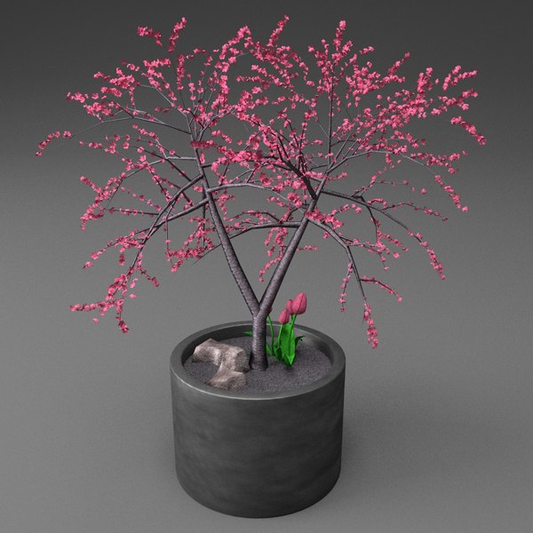 3d model cherry blossom tree planter