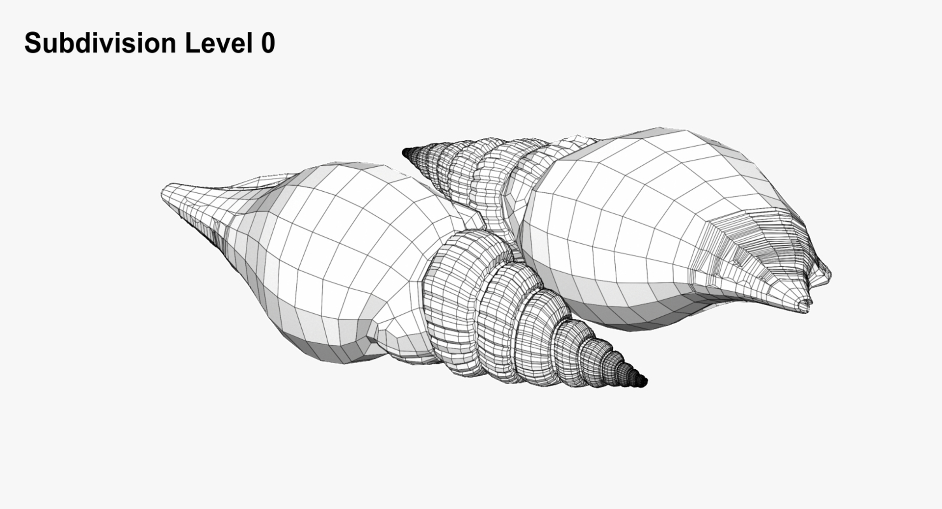 sea shell 3d obj