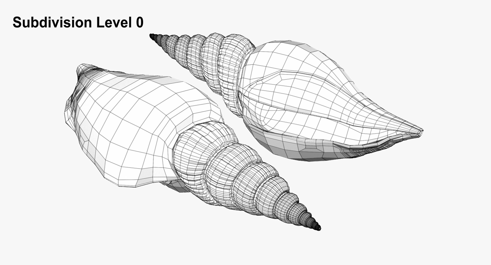 sea shell 3d obj