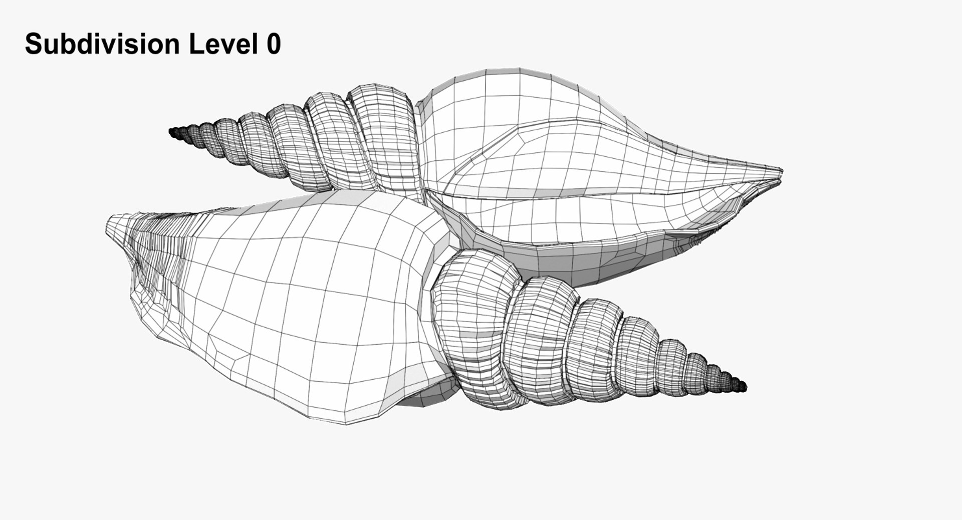 sea shell 3d obj