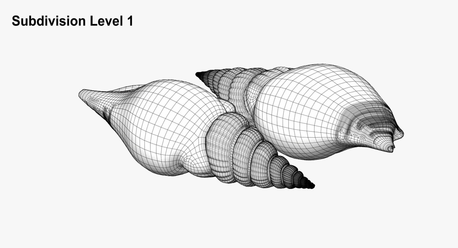sea shell 3d obj