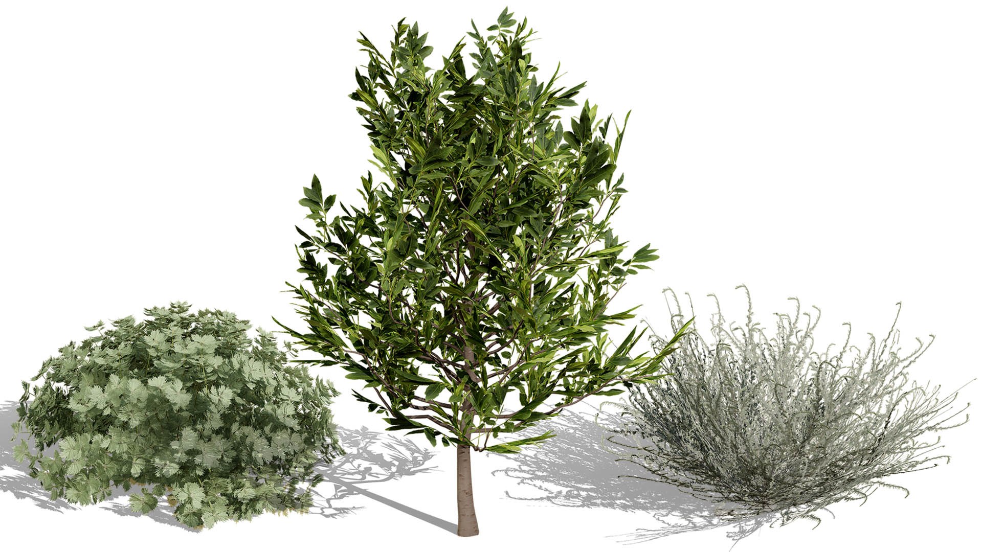 3D Model High-Detail Moroccan Dry Plants - TurboSquid 2480727