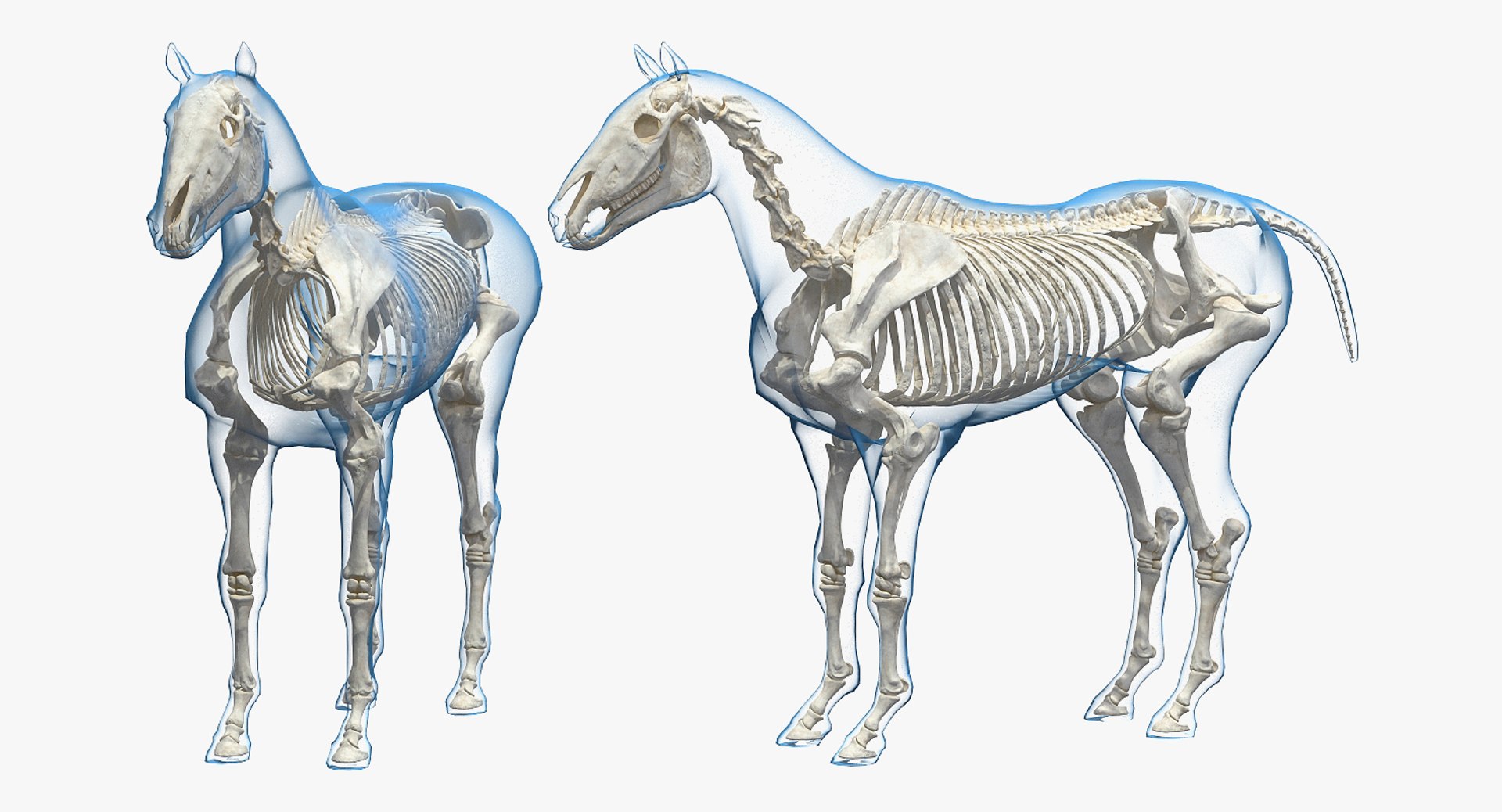 Horse Skeleton 3D Model - TurboSquid 1374657