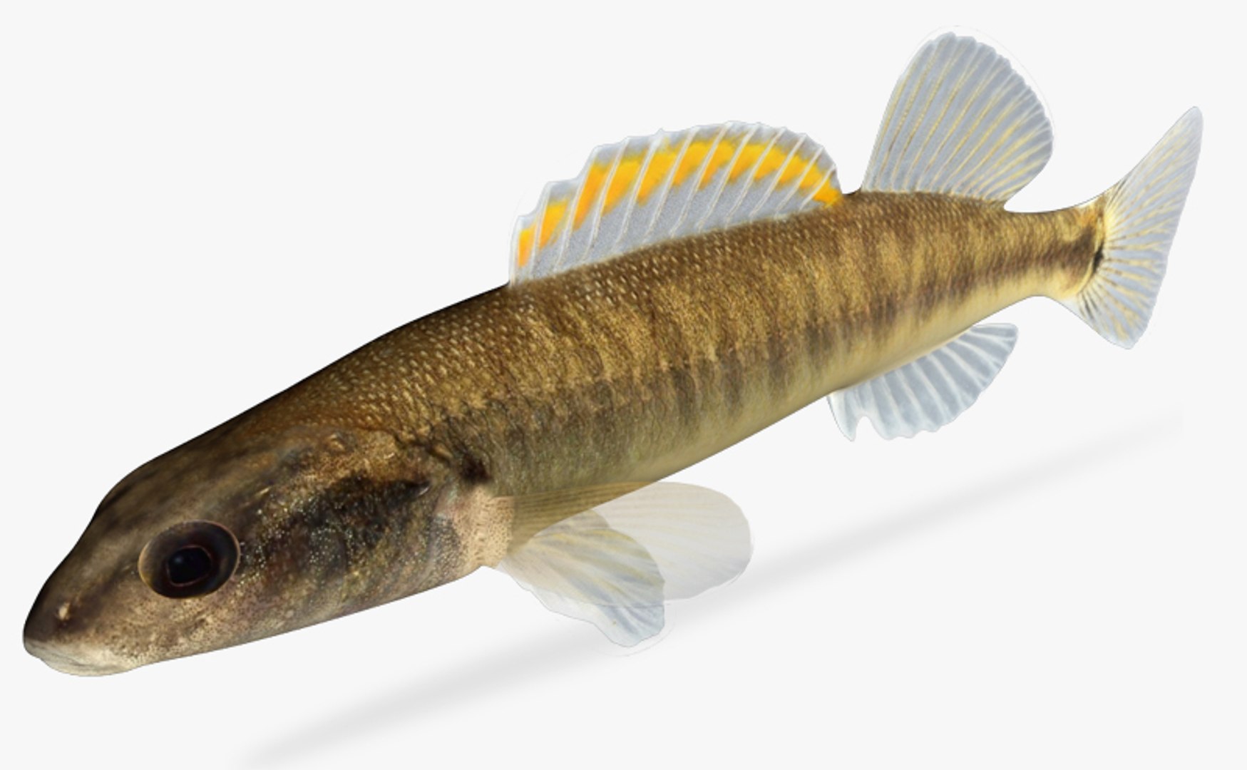 3d Fbx Percina Phoxocephala Slenderhead Darter