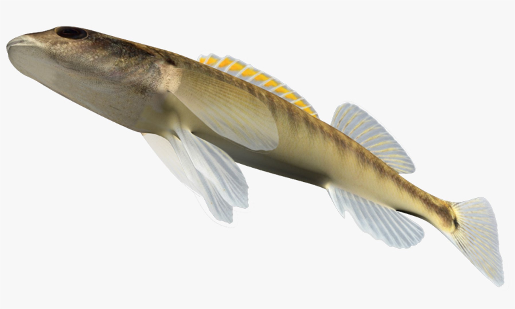 3d Fbx Percina Phoxocephala Slenderhead Darter