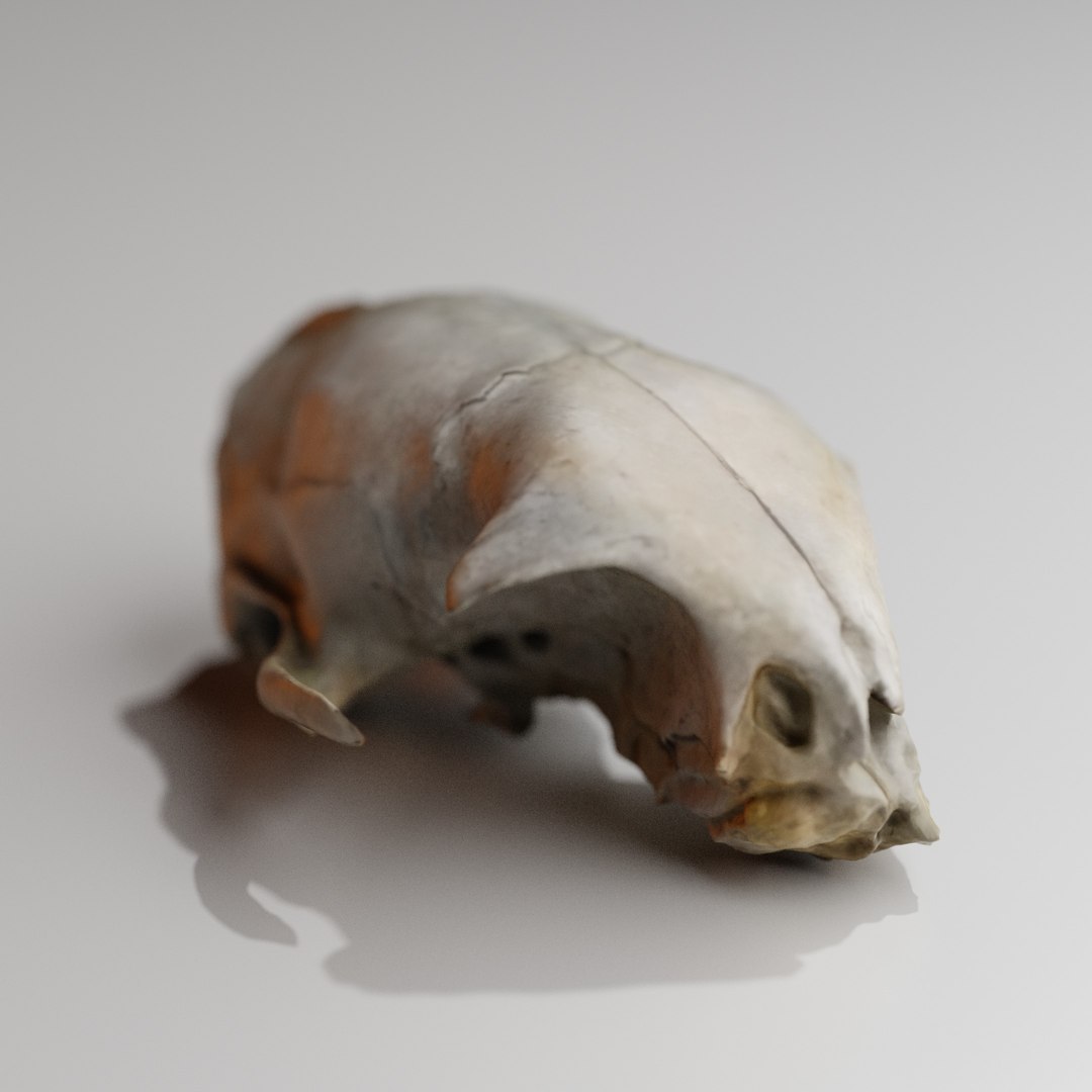 3D Model Cat Skulls - TurboSquid 1966790