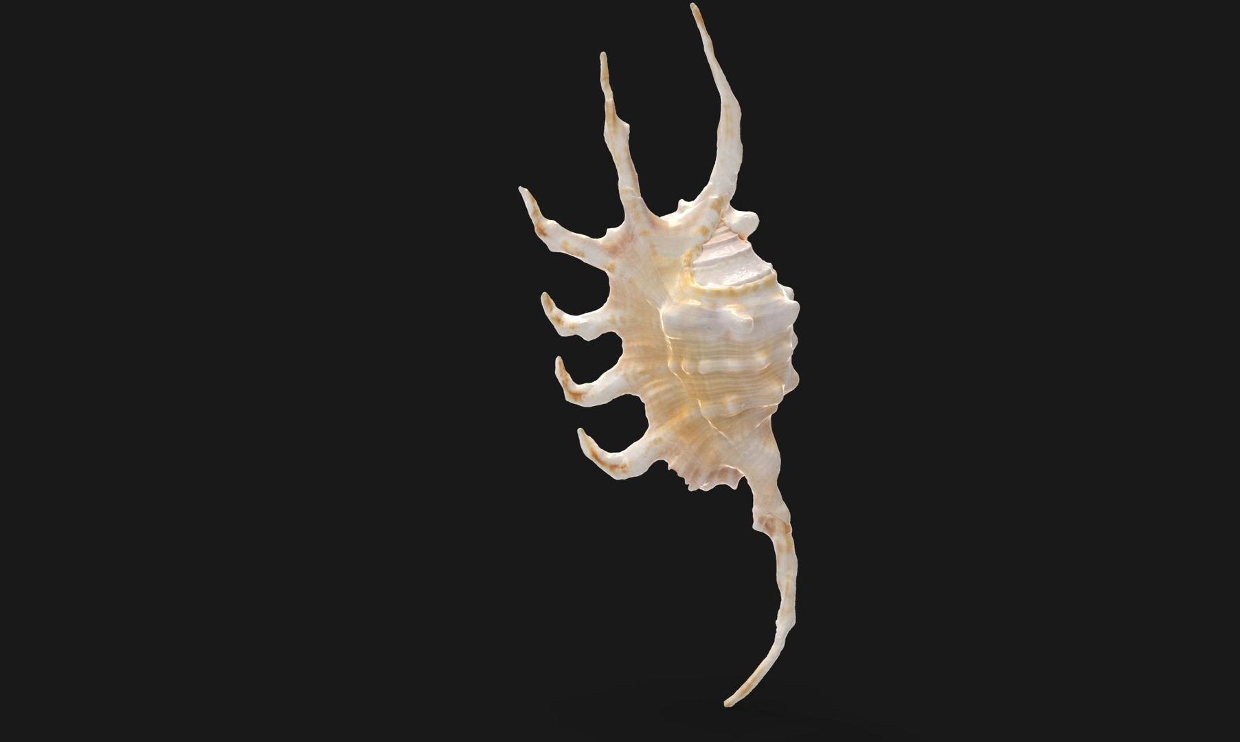 3D Sea Shell Lambis Truncata - TurboSquid 2212099
