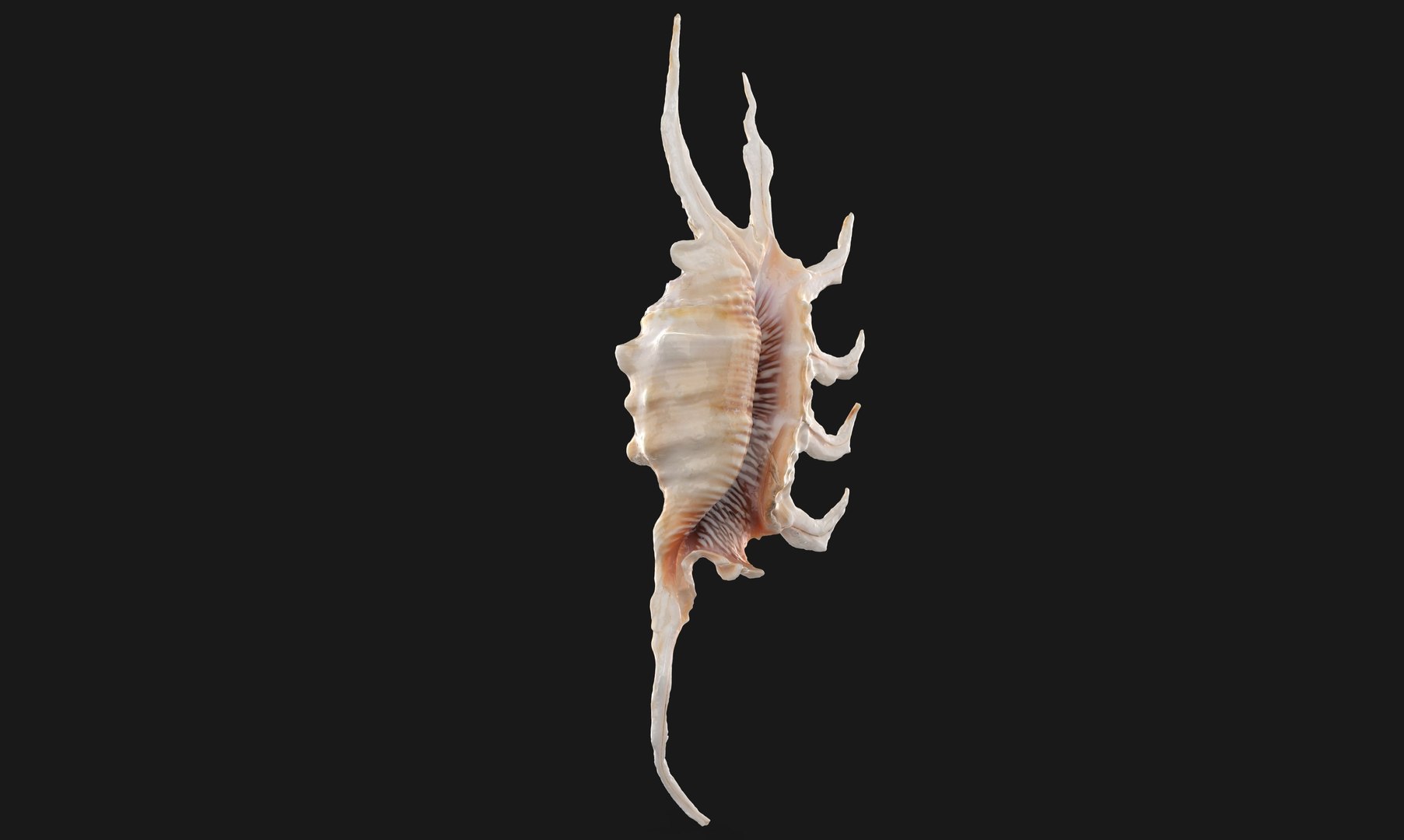3D Sea Shell Lambis Truncata - TurboSquid 2212099