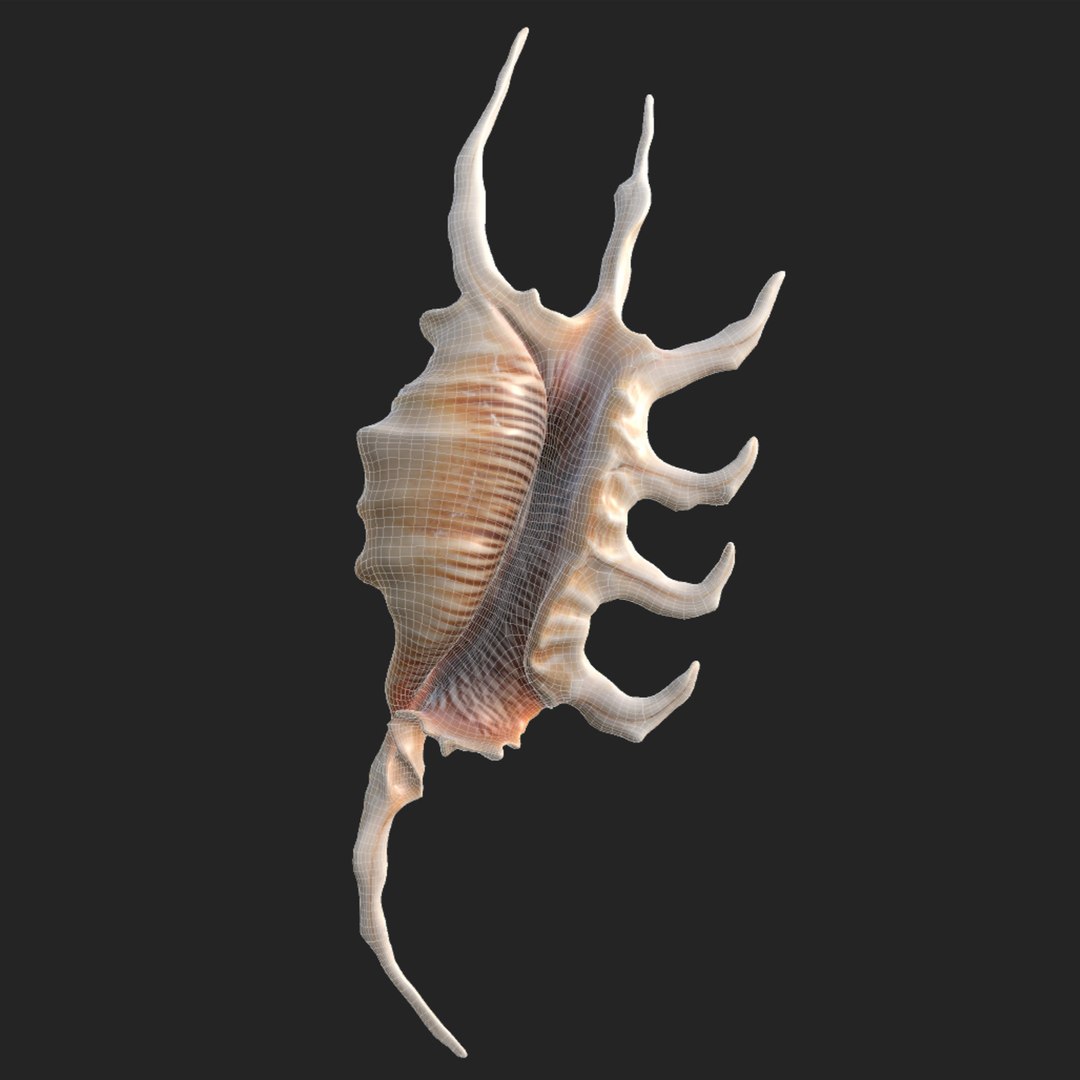 3D Sea Shell Lambis Truncata - TurboSquid 2212099