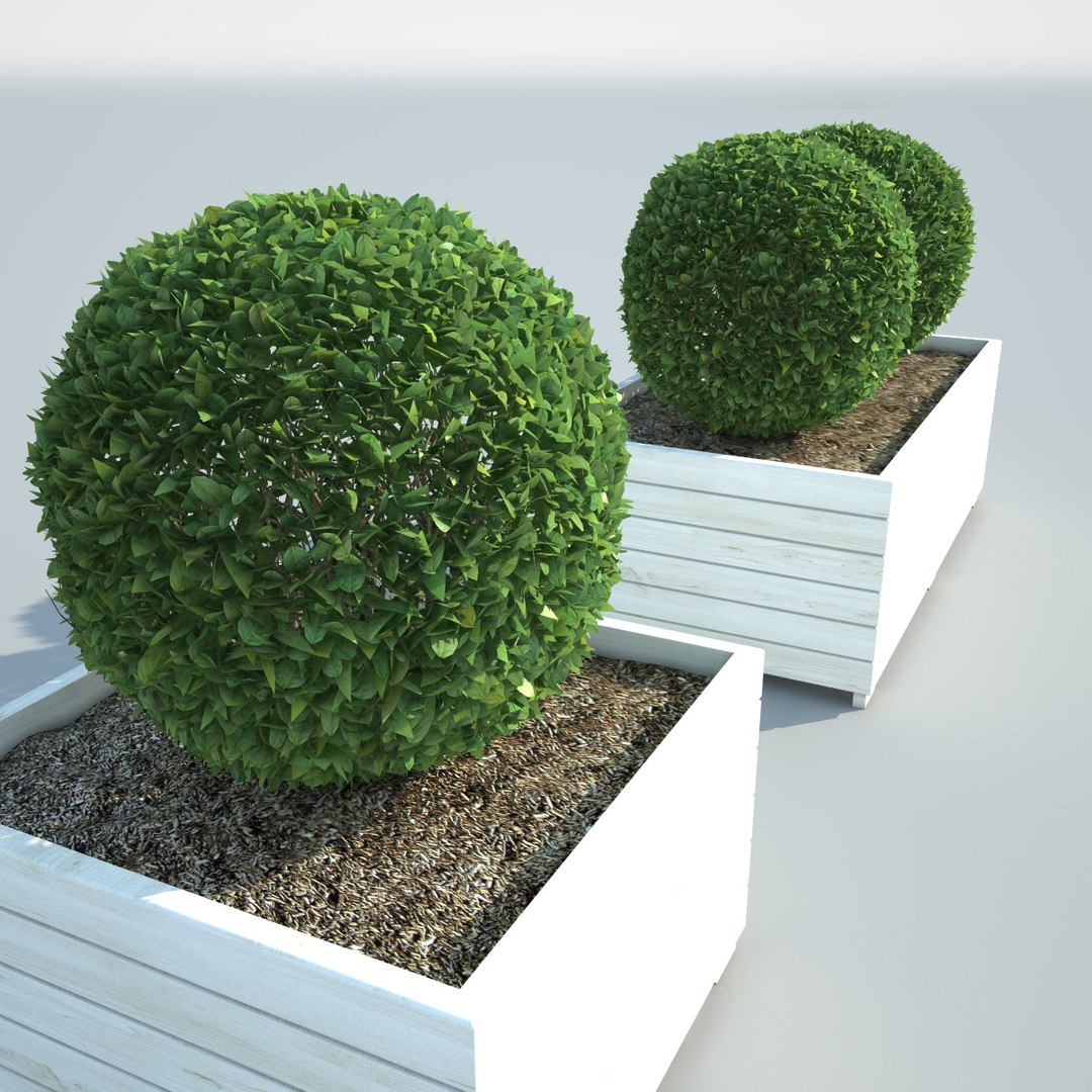 3d boxwoods model