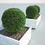 3d boxwoods model