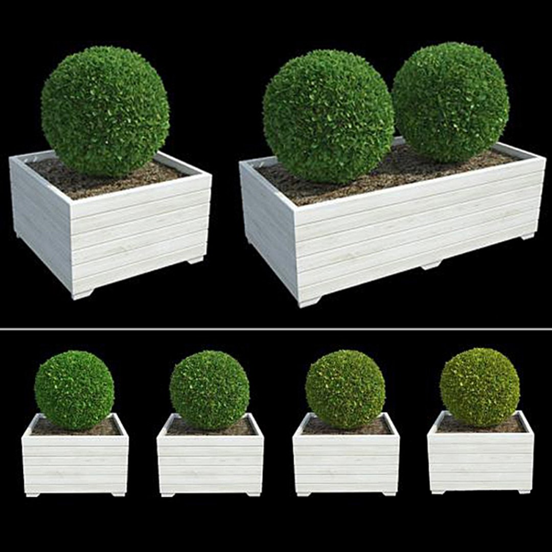 3d boxwoods model
