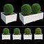 3d boxwoods model