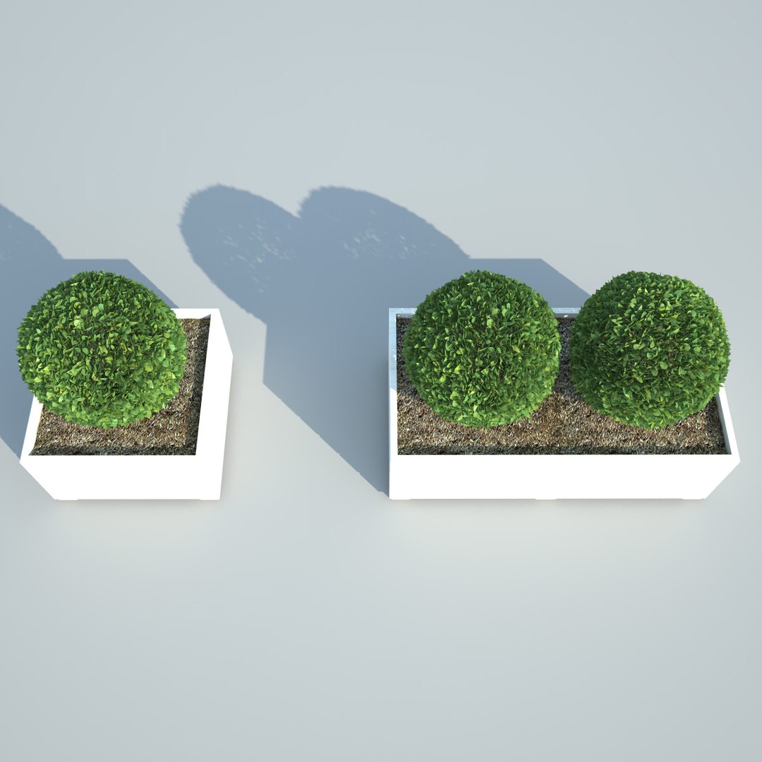 3d boxwoods model