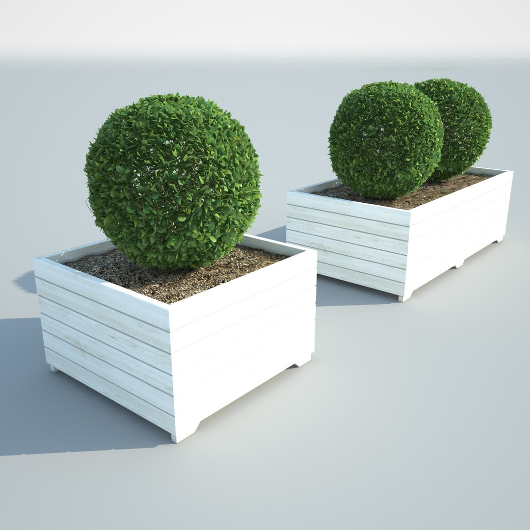 3d boxwoods model