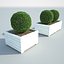3d boxwoods model