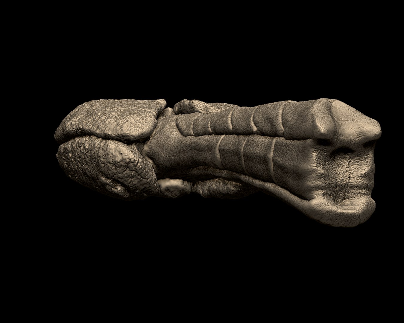 3D Model Ankylosaurus Tail Bone 3D Print Model - TurboSquid 2395607
