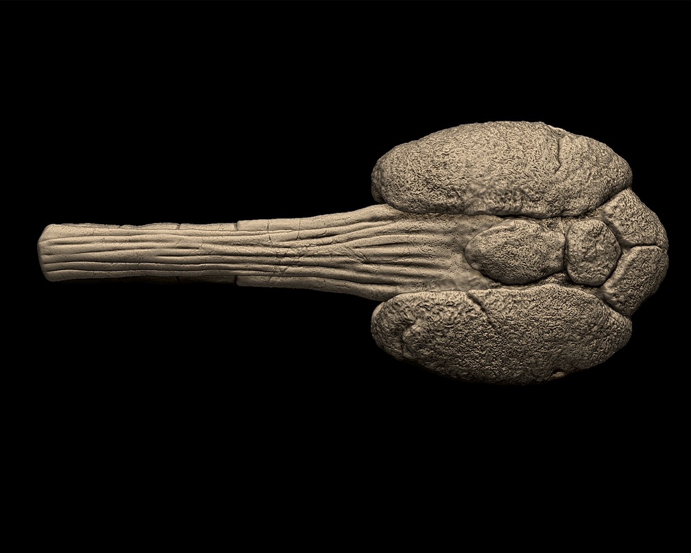 3D Model Ankylosaurus Tail Bone 3D Print Model - TurboSquid 2395607