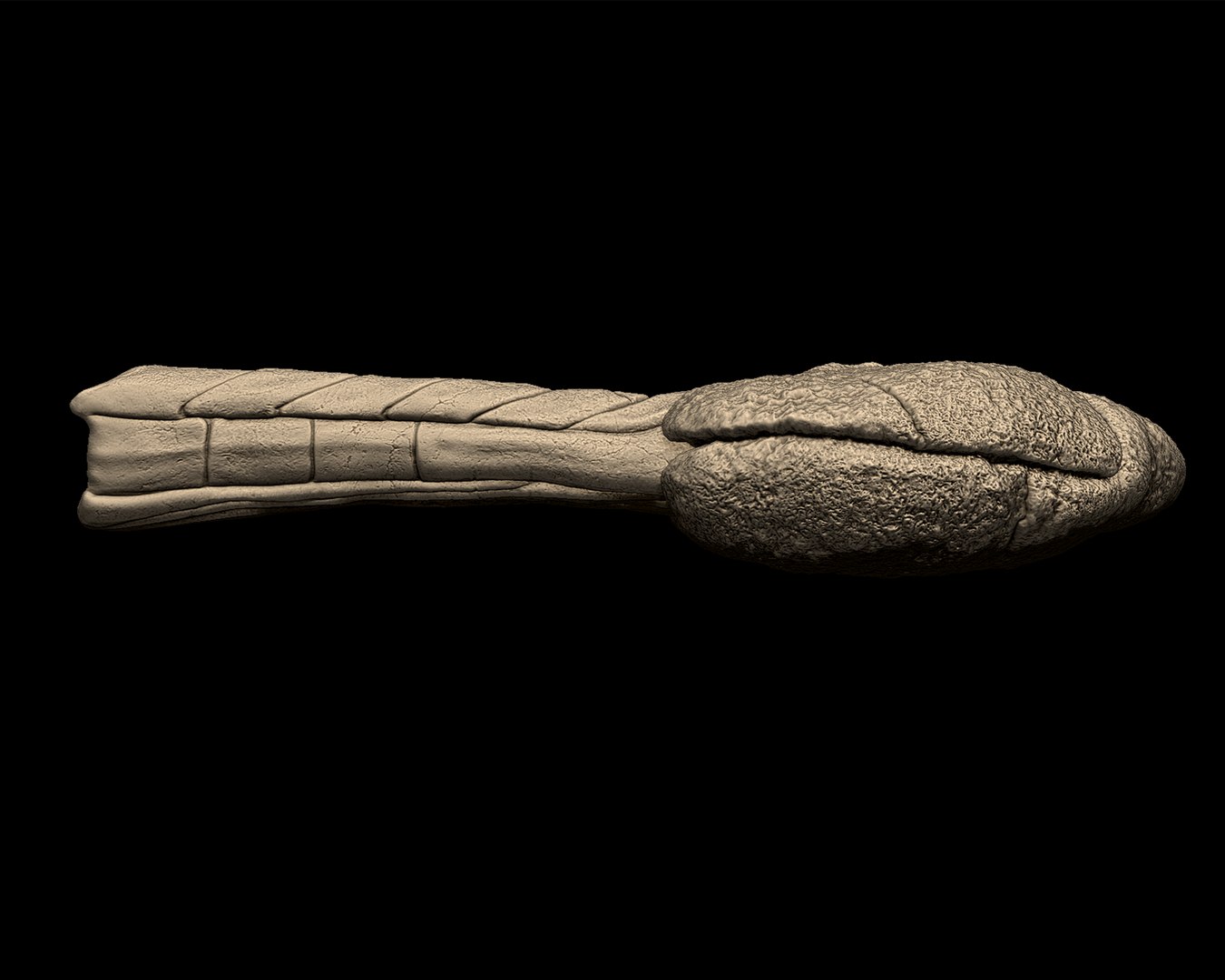 3D Model Ankylosaurus Tail Bone 3D Print Model - TurboSquid 2395607