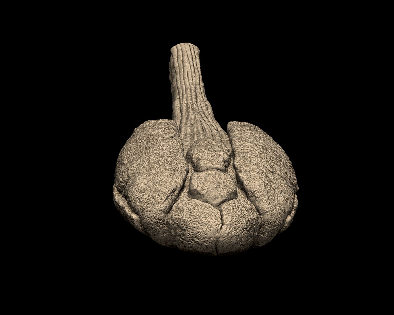 3D Model Ankylosaurus Tail Bone 3D Print Model - TurboSquid 2395607