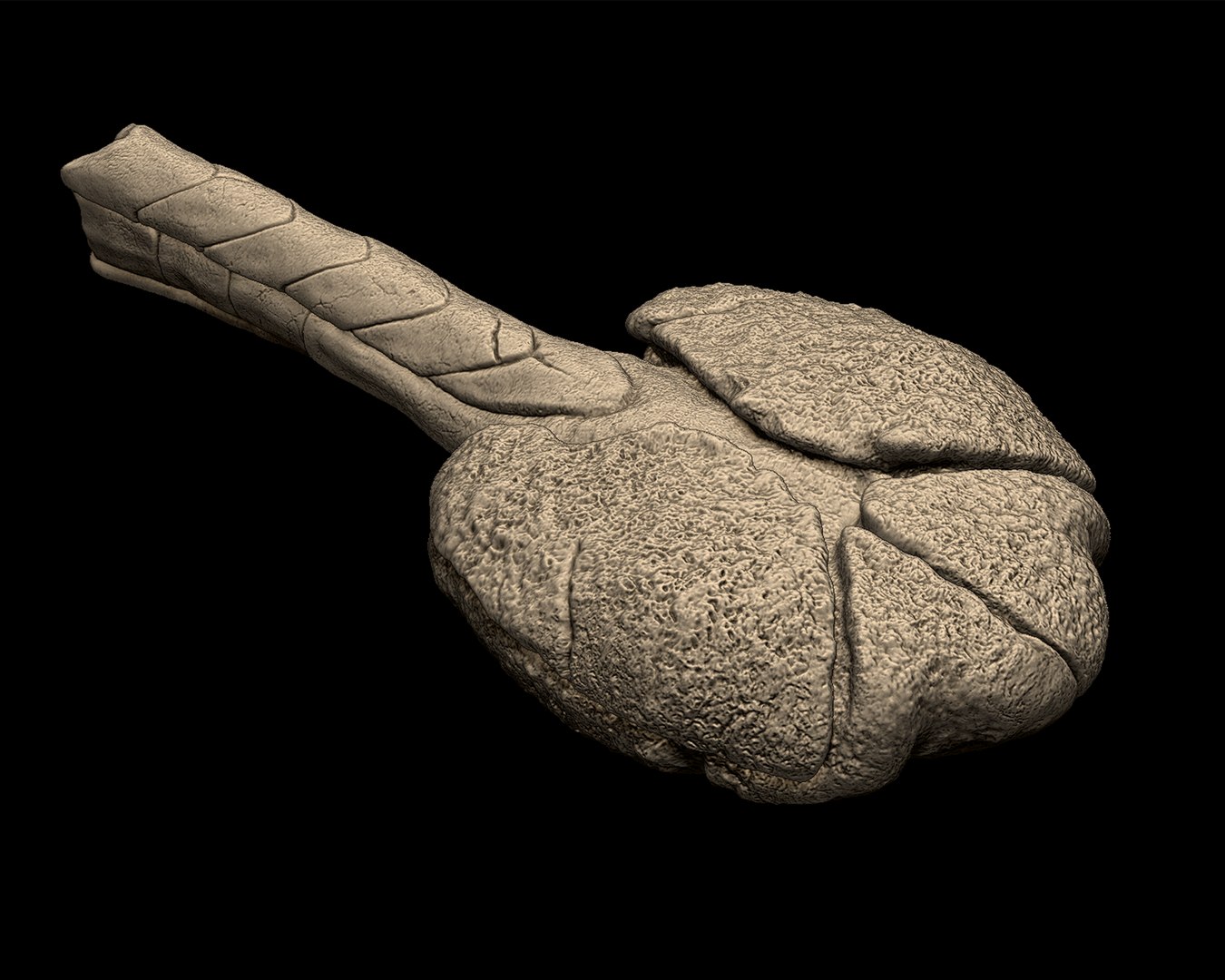 3D Model Ankylosaurus Tail Bone 3D Print Model - TurboSquid 2395607