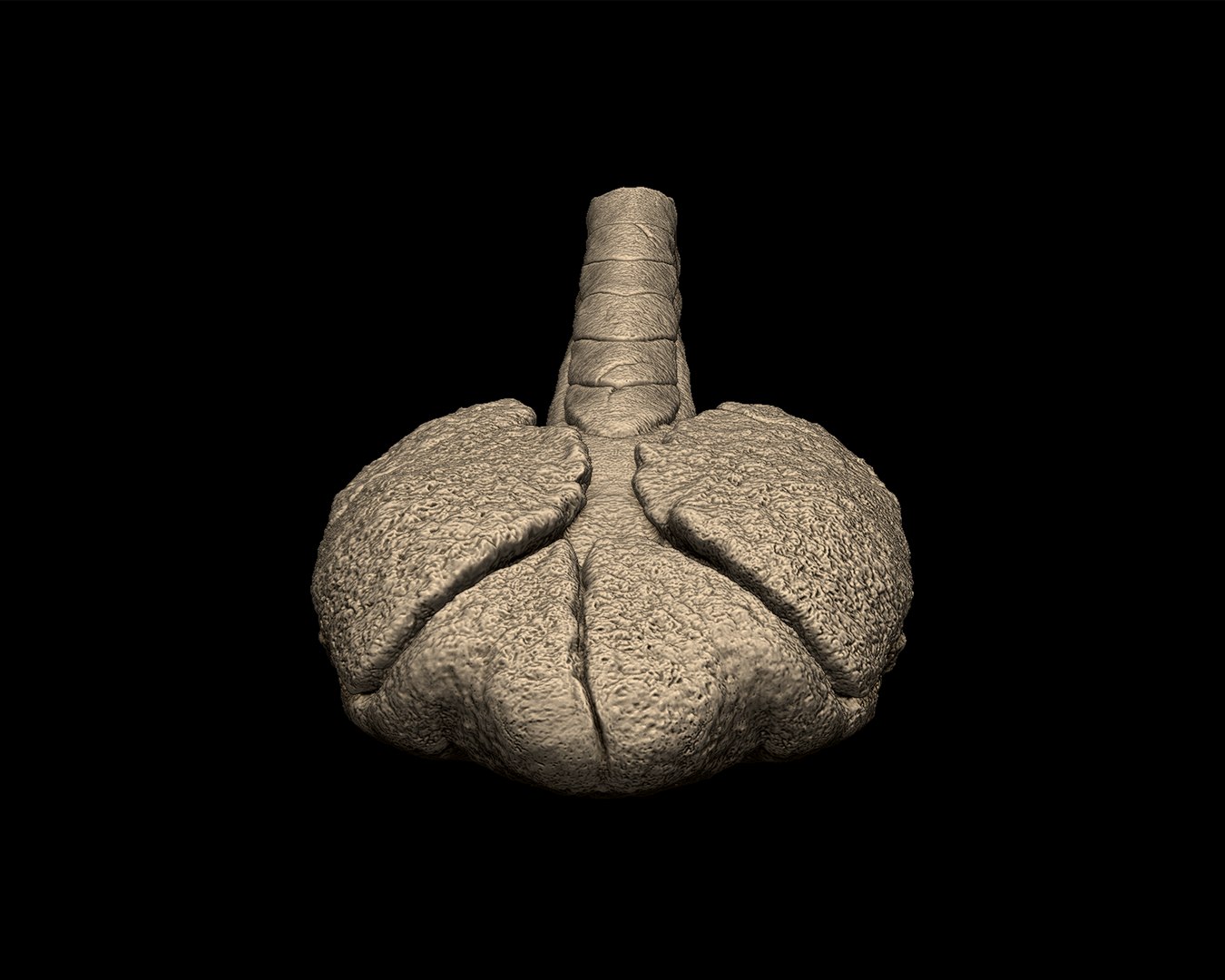 3D Model Ankylosaurus Tail Bone 3D Print Model - TurboSquid 2395607