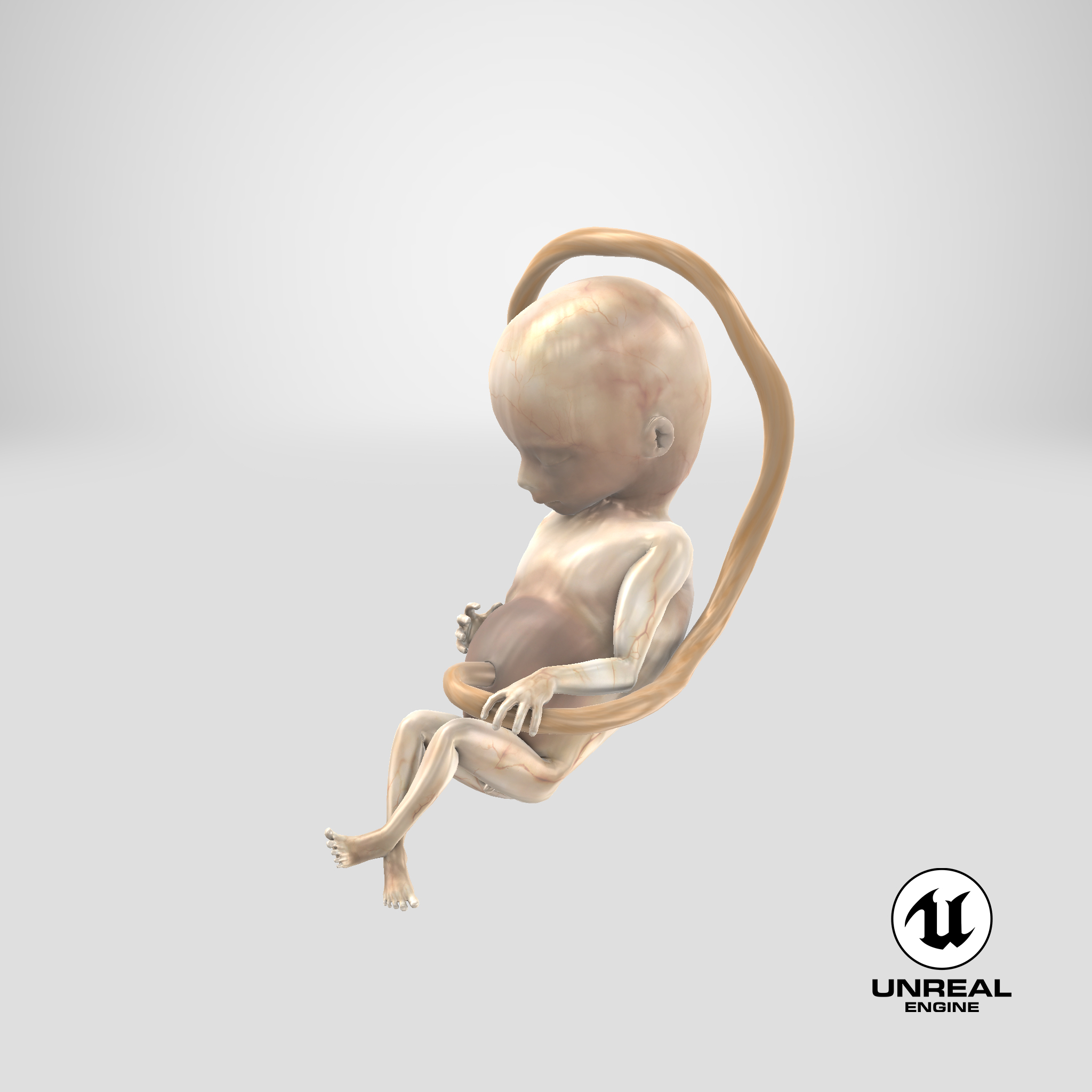 3D second trimester human fetus - TurboSquid 1658964