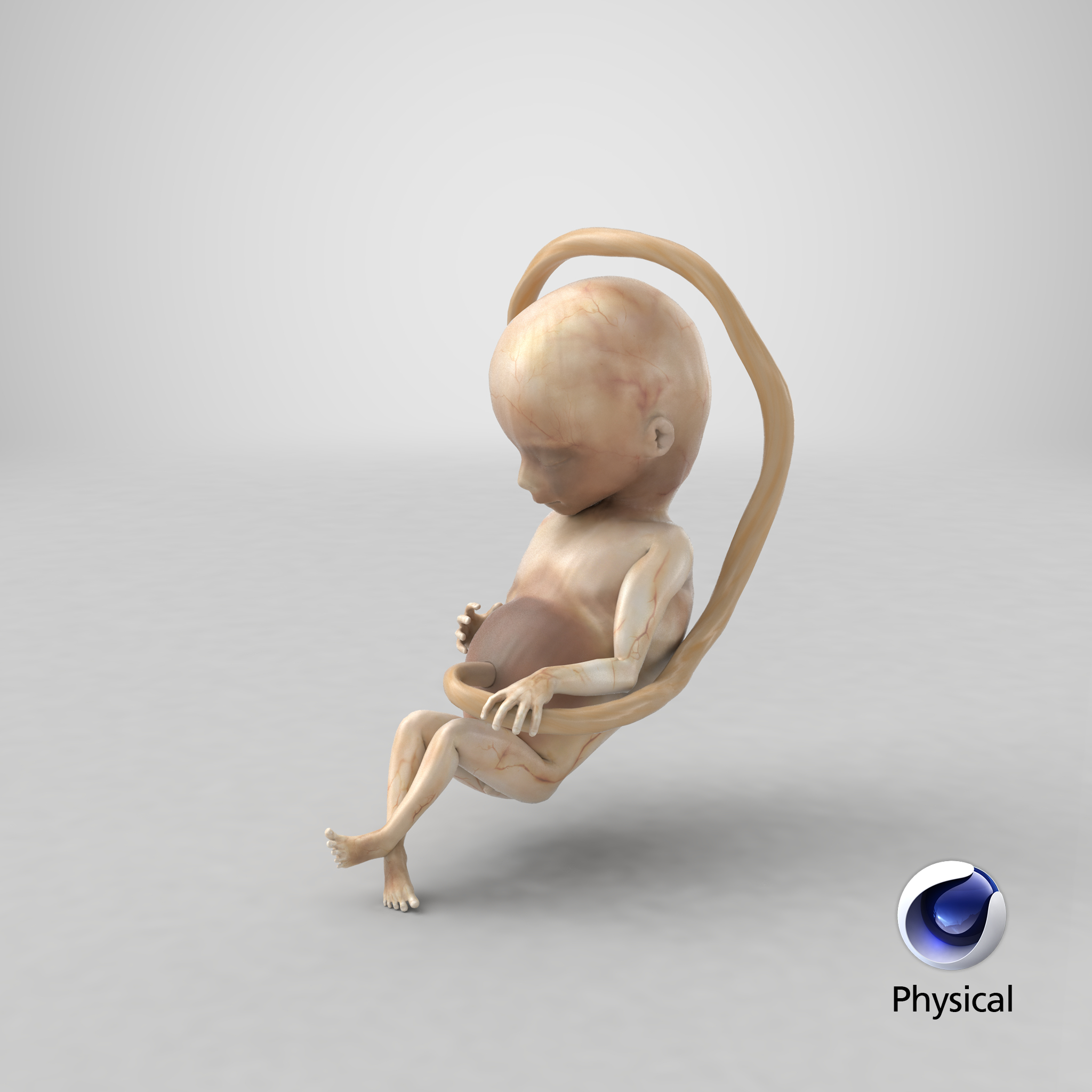 3D second trimester human fetus - TurboSquid 1658964
