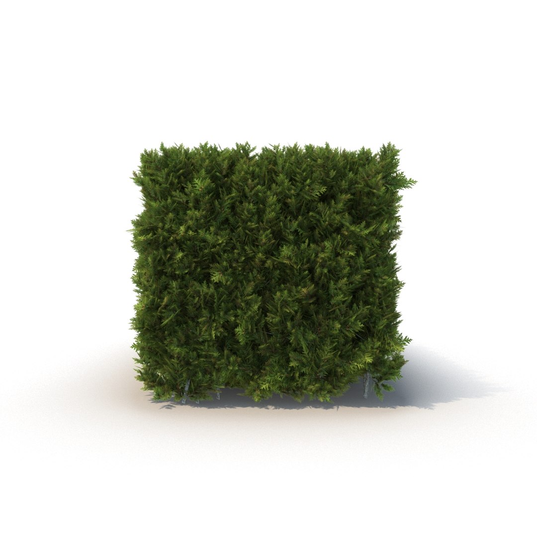 X Hedge