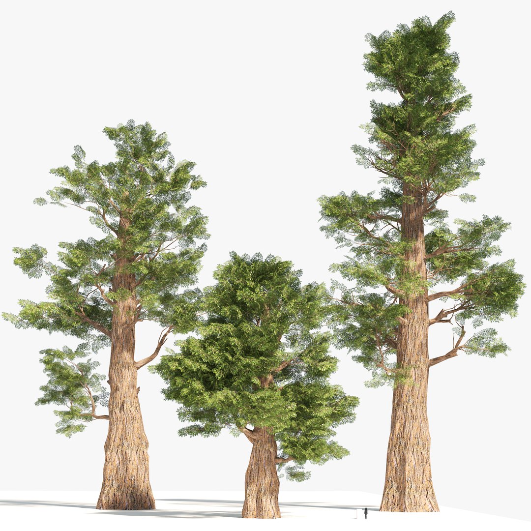 3D Giant Sherman Tree Model - TurboSquid 2081121