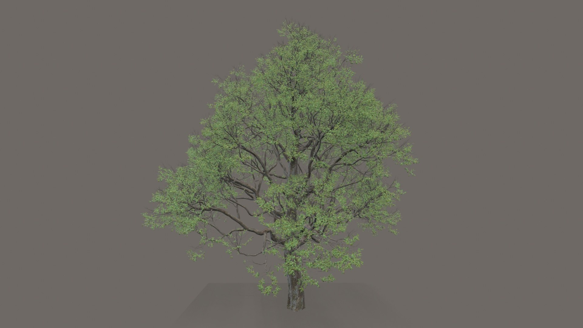 Big Tree 3D Model - TurboSquid 2430796