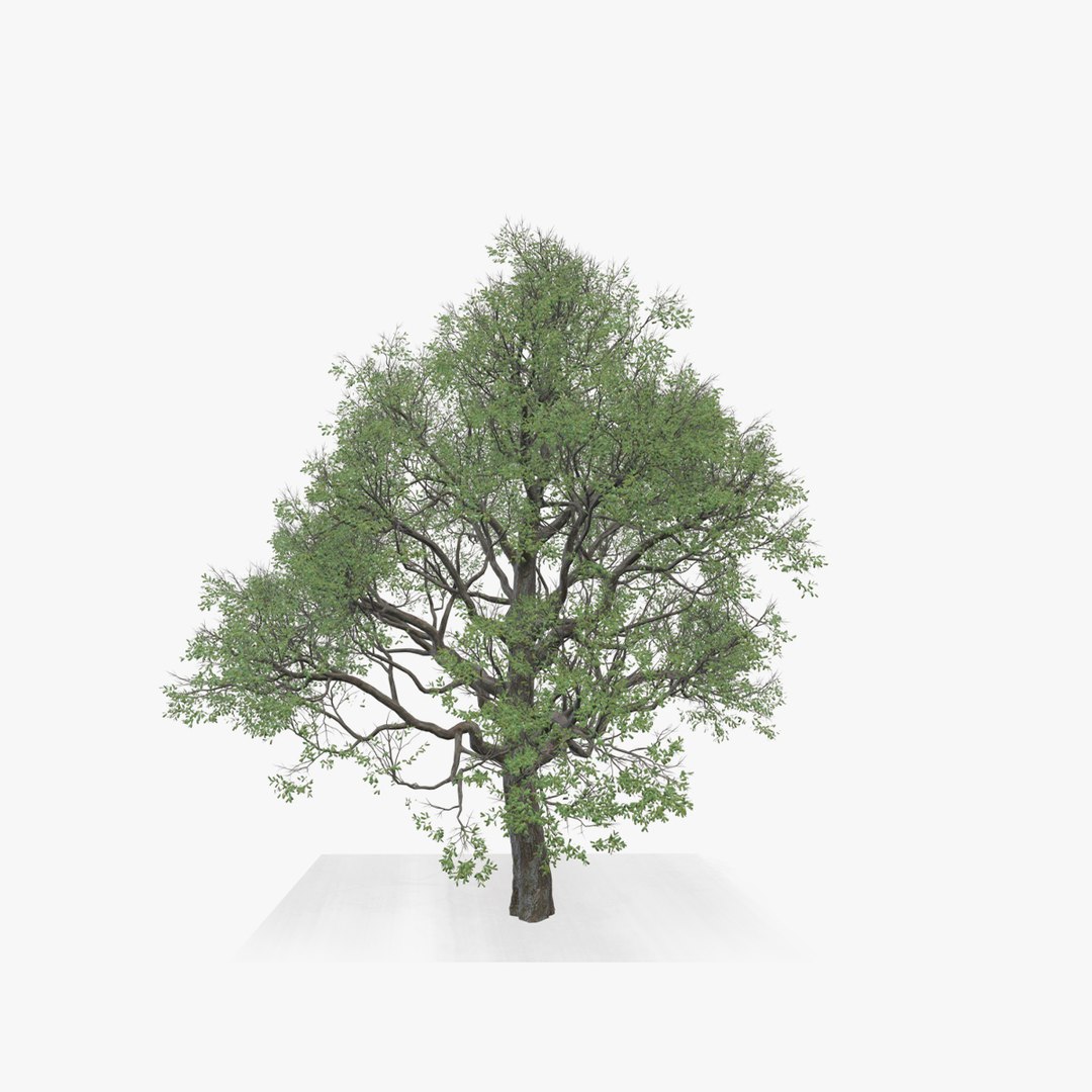 Big Tree 3D Model - TurboSquid 2430796