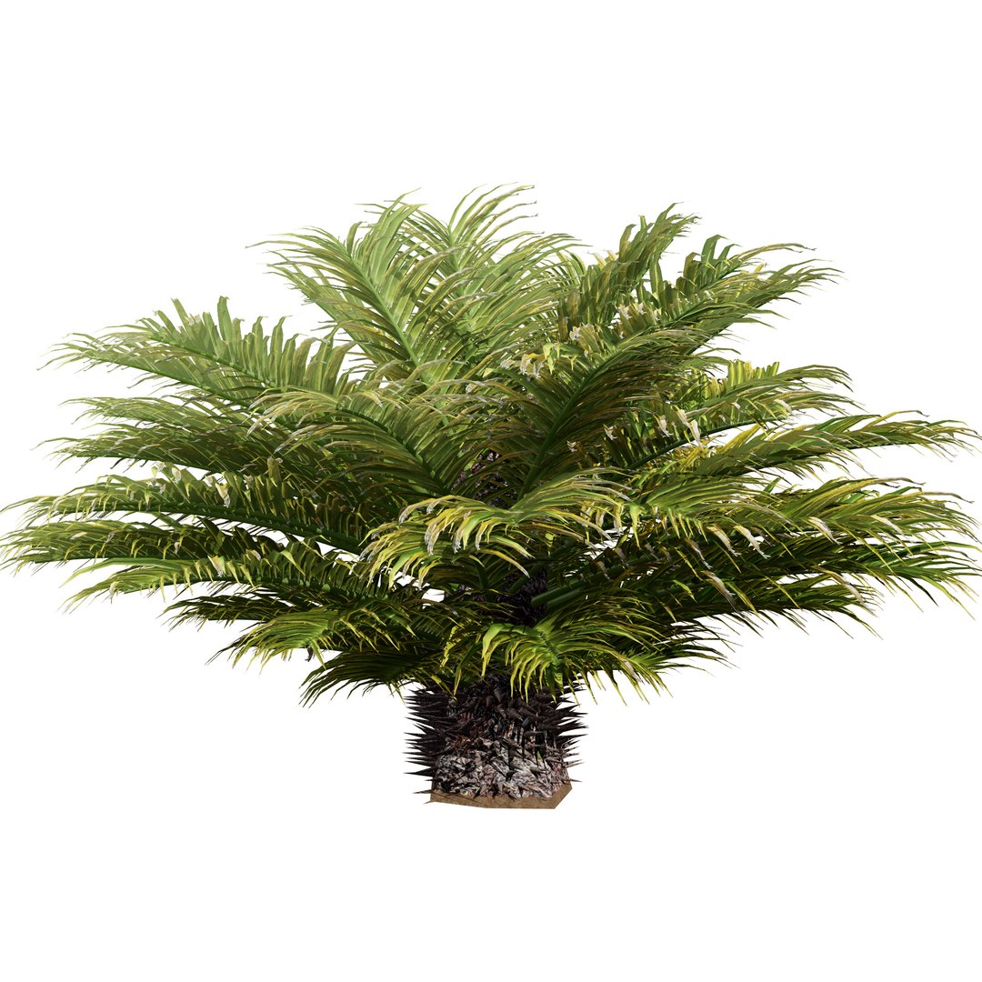 Highly Detailed Cycas Revoluta 3D Model 3D Model - TurboSquid 2248189