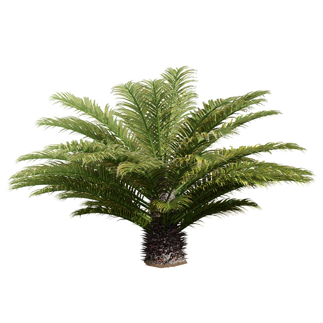 Highly Detailed Cycas Revoluta 3D Model 3D Model - TurboSquid 2248189