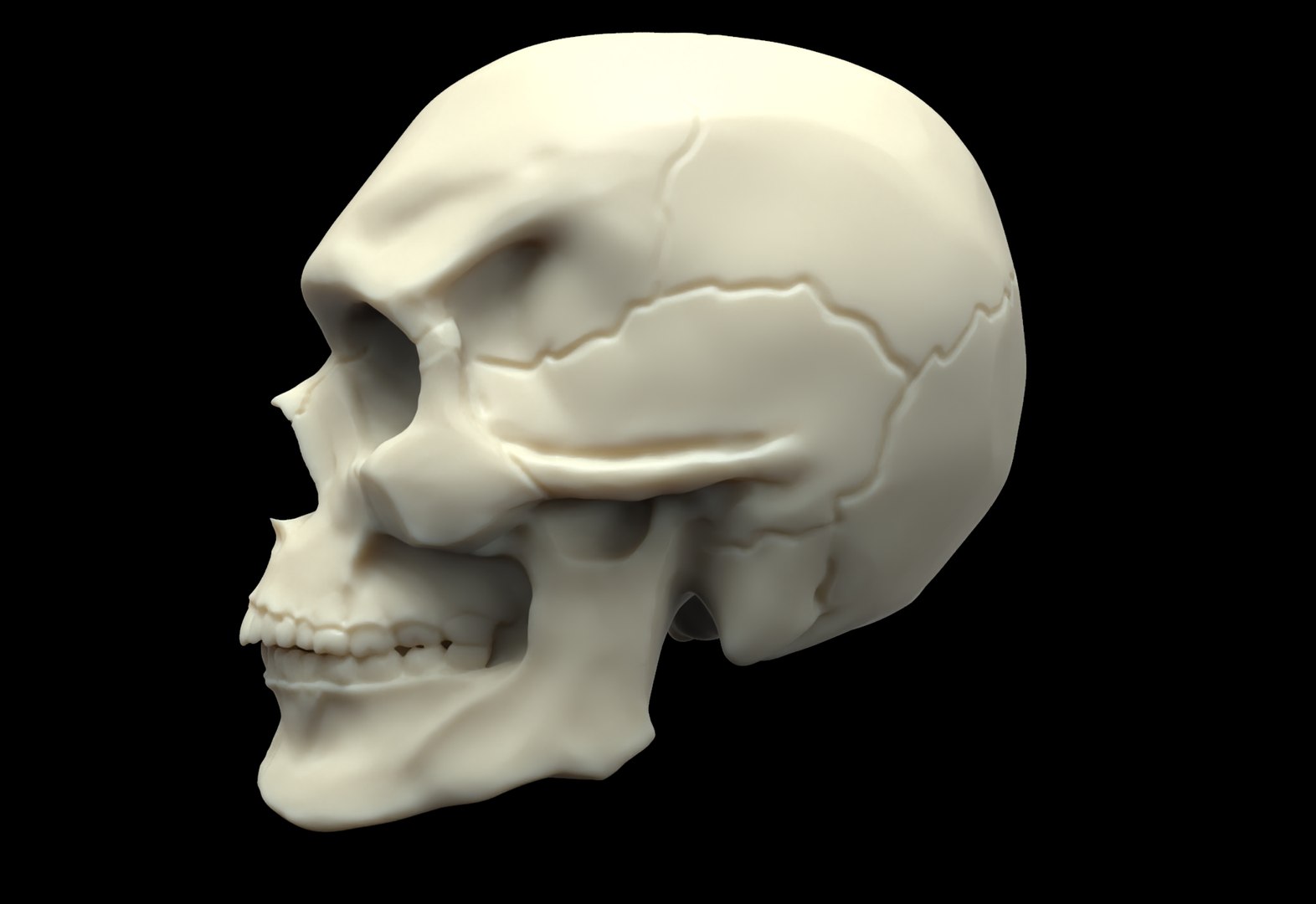 Base Anatomy Skull 3D Model - TurboSquid 1421941