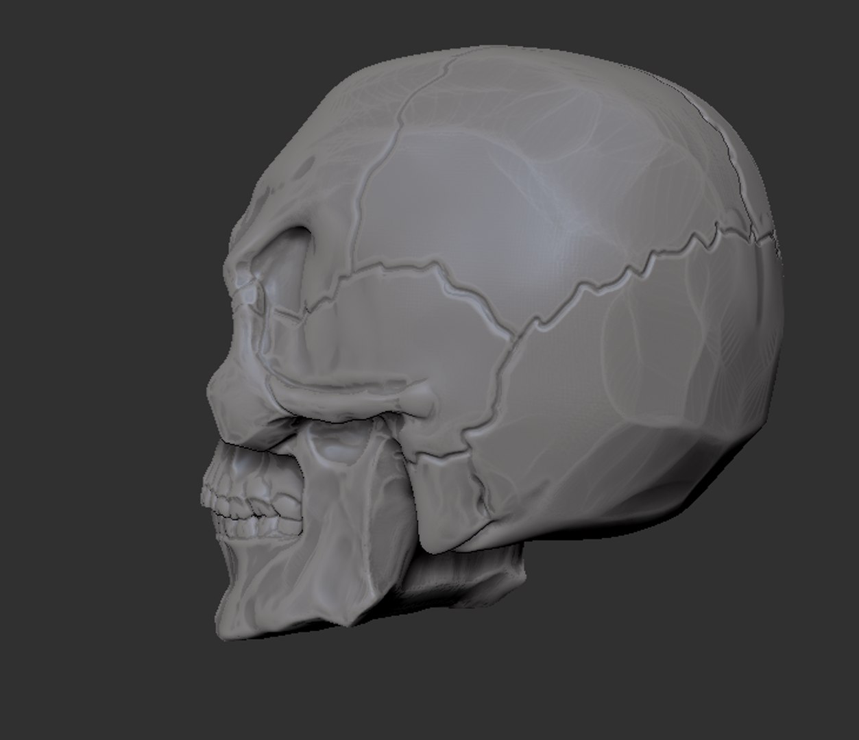 Base Anatomy Skull 3D Model - TurboSquid 1421941